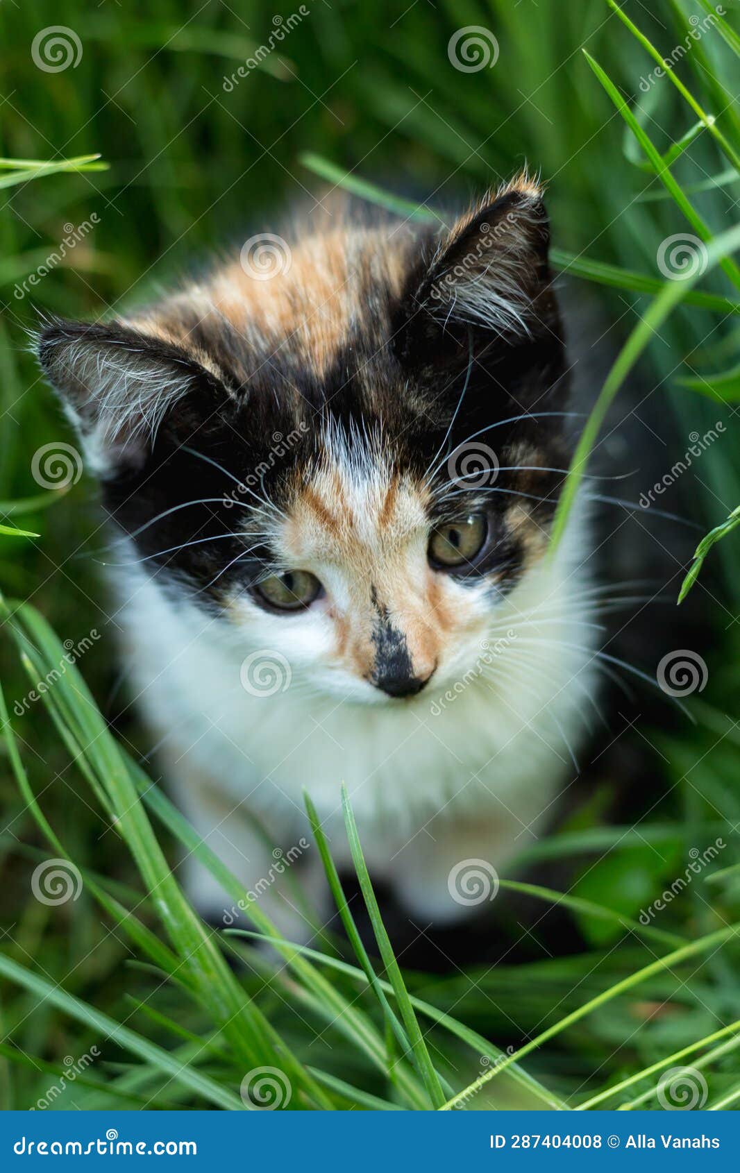 Tricolor kitten stock photo. Image of feline, happy - 287404008