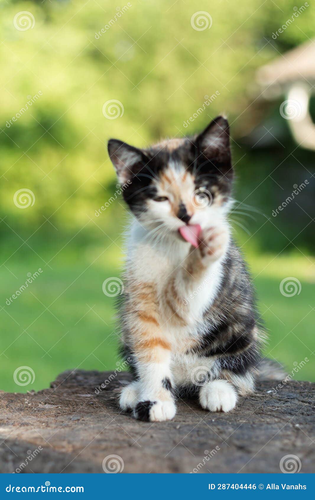 Tricolor kitten stock photo. Image of portrait, tricolor - 287404446