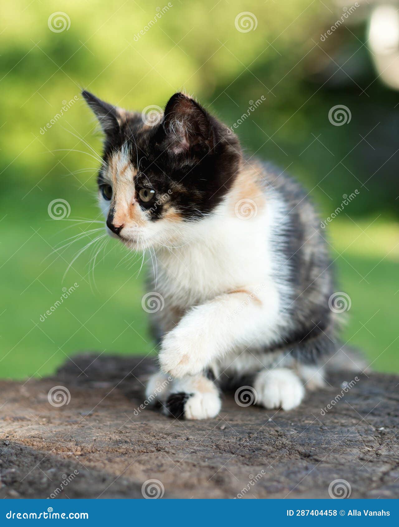 Tricolor kitten stock photo. Image of animal, love, background - 287404458