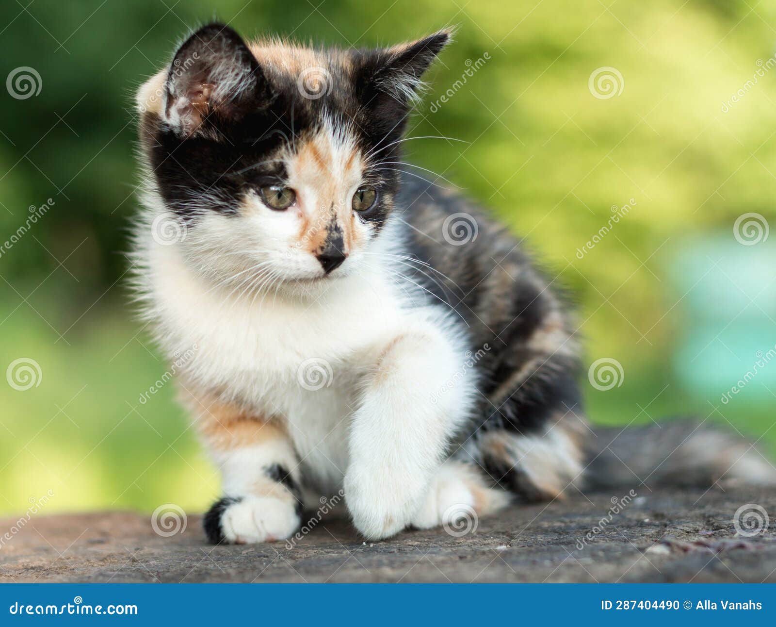 Tricolor kitten stock photo. Image of little, kitten - 287404490