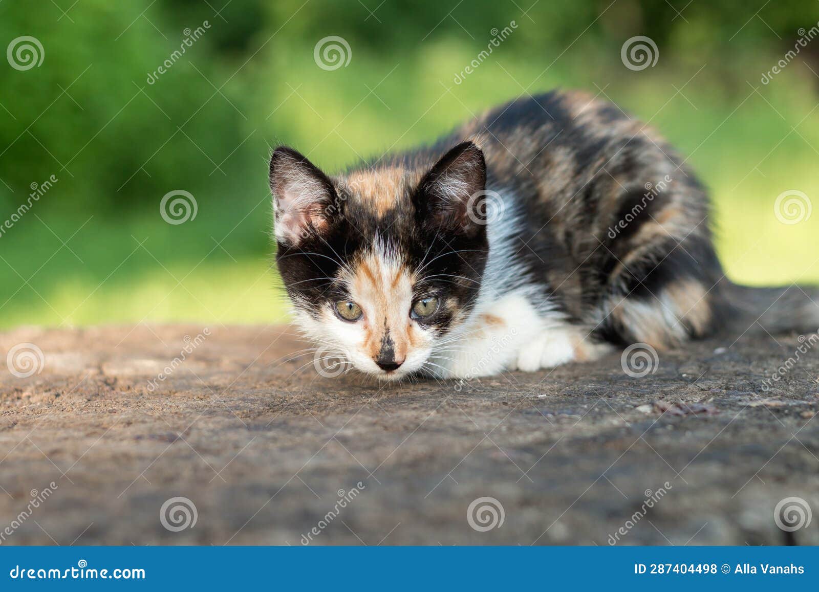 Tricolor kitten stock photo. Image of veterinary, happy - 287404498