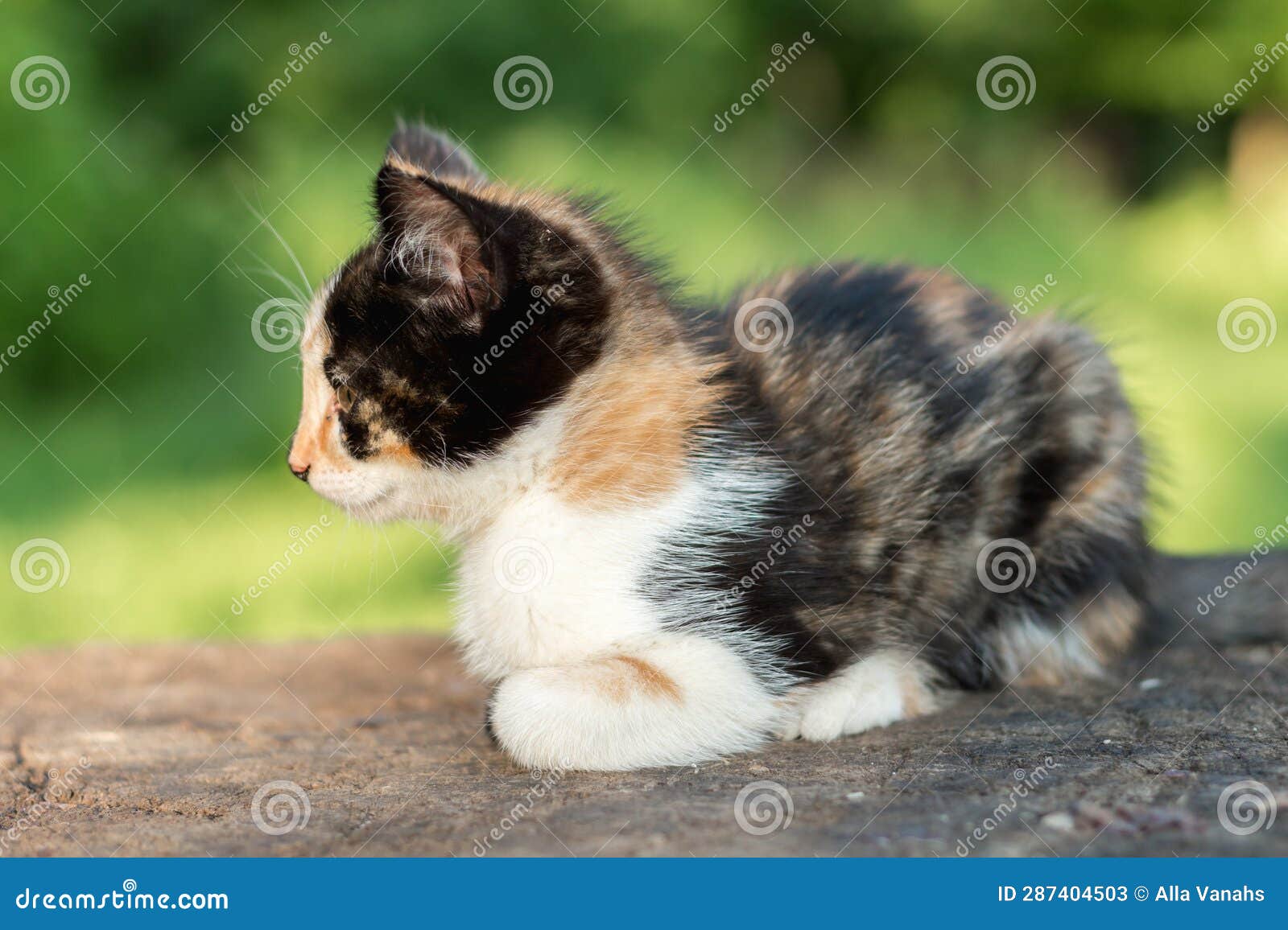 Tricolor kitten stock image. Image of little, tricolor - 287404503