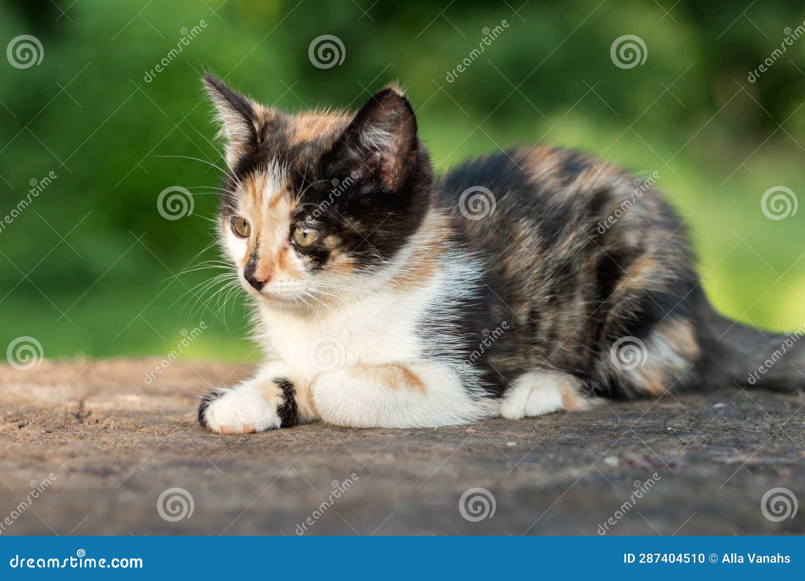 Tricolor kitten stock photo. Image of home, small, cute - 287404510
