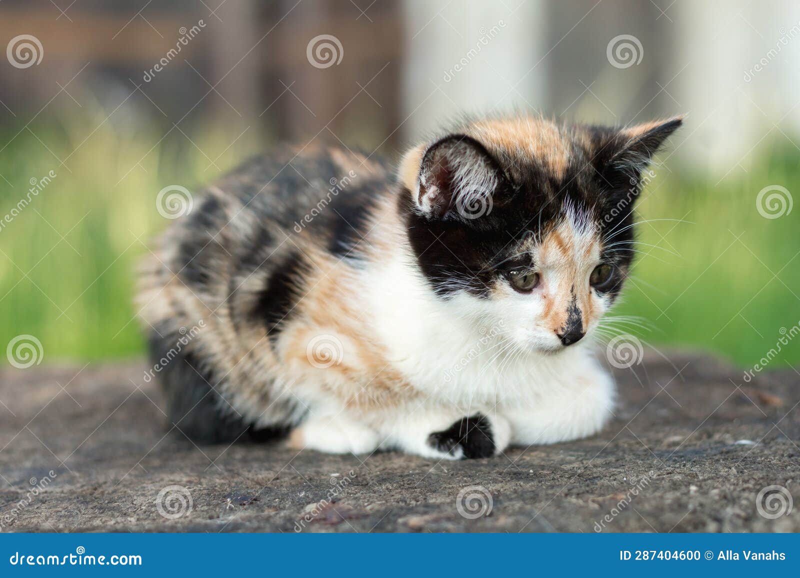 Tricolor kitten stock photo. Image of white, mammal - 287404600