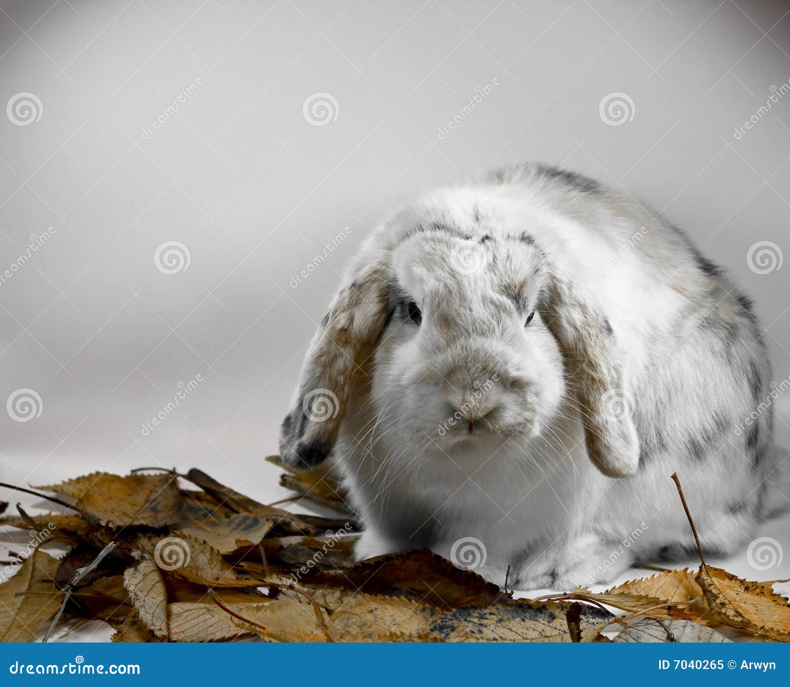 Tricolor lop rabbit stock image. Image of season, floppy - 7040265