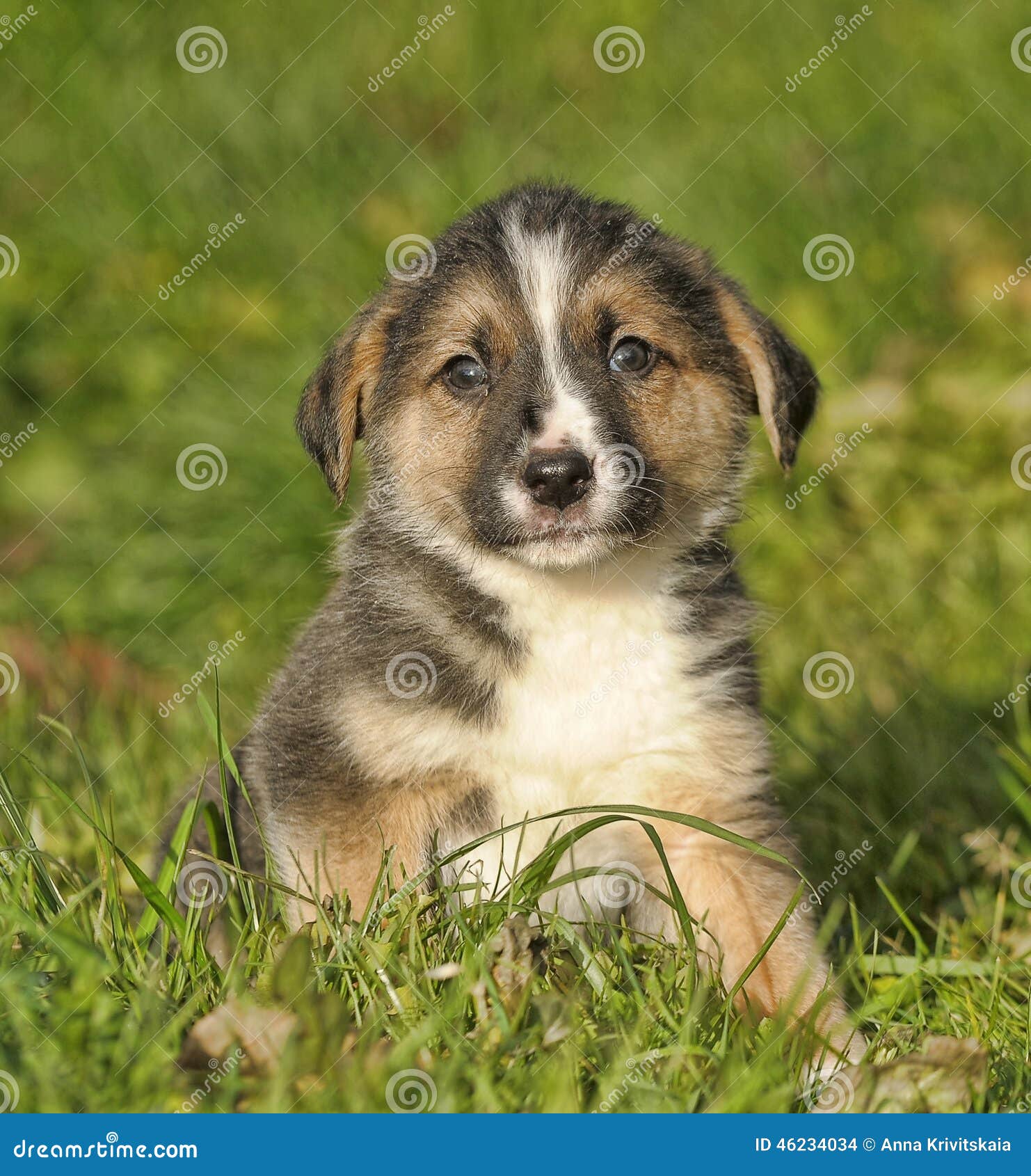 Tricolor puppy stock photo. Image of beautiful, cute - 46234034