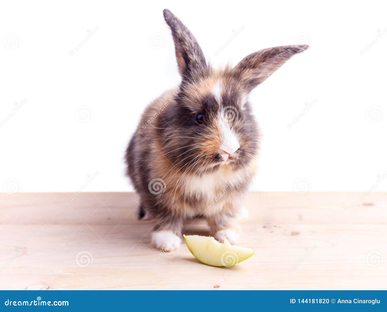 Tricolor Rabbit with Big Ears Eating an Apple Stock Photo - Image of ...