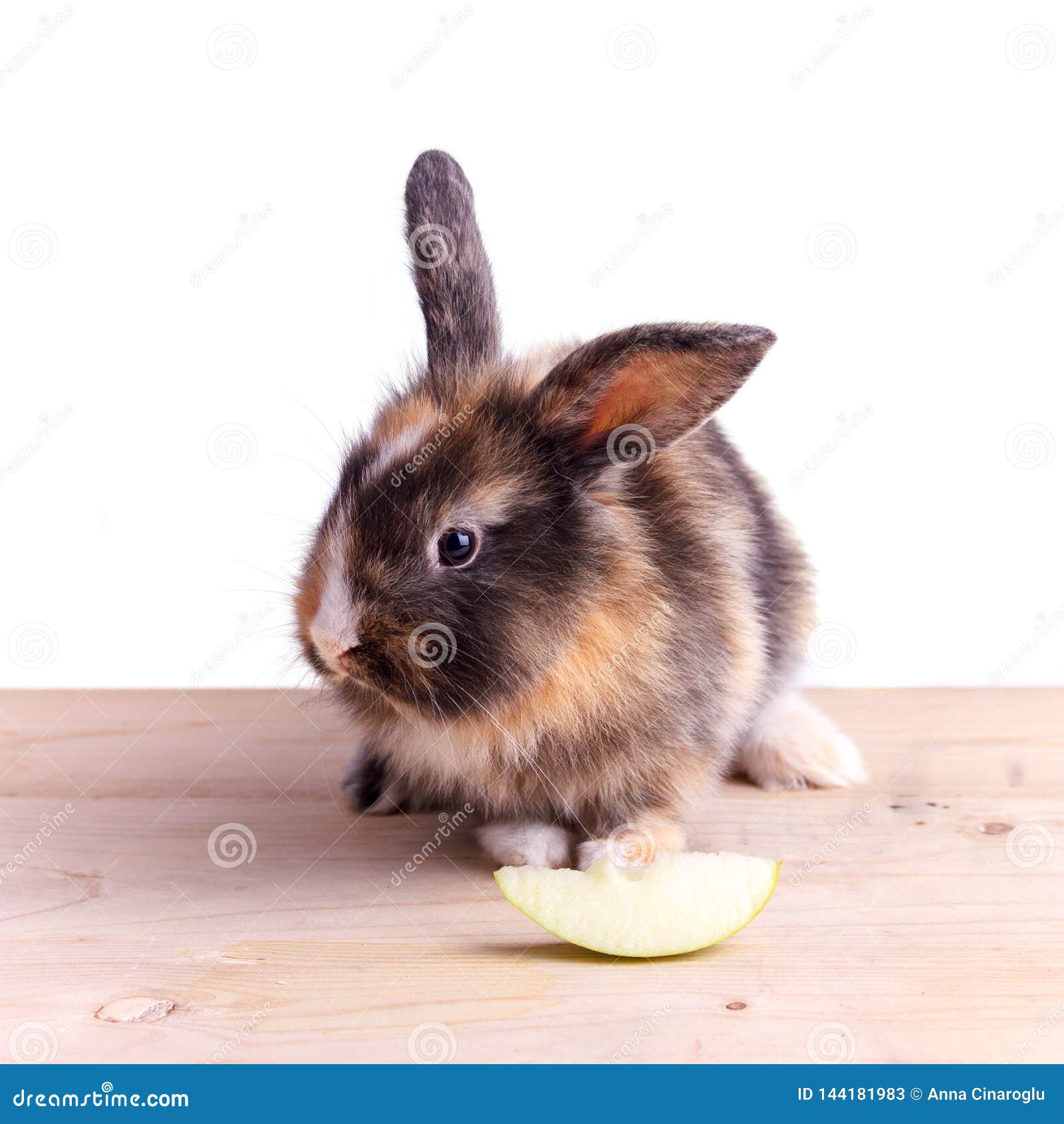 Tricolor Rabbit with Big Ears Eating an Apple Stock Image - Image of ...