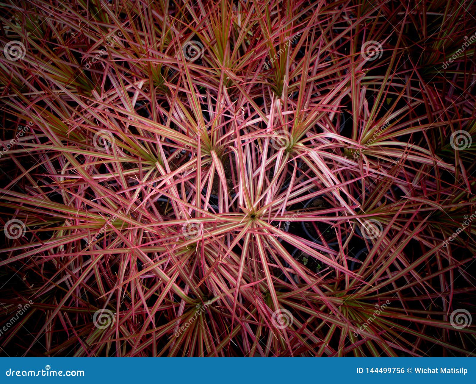 Tricolor of Rainbow Tree Growing on Pot Stock Photo - Image of ...