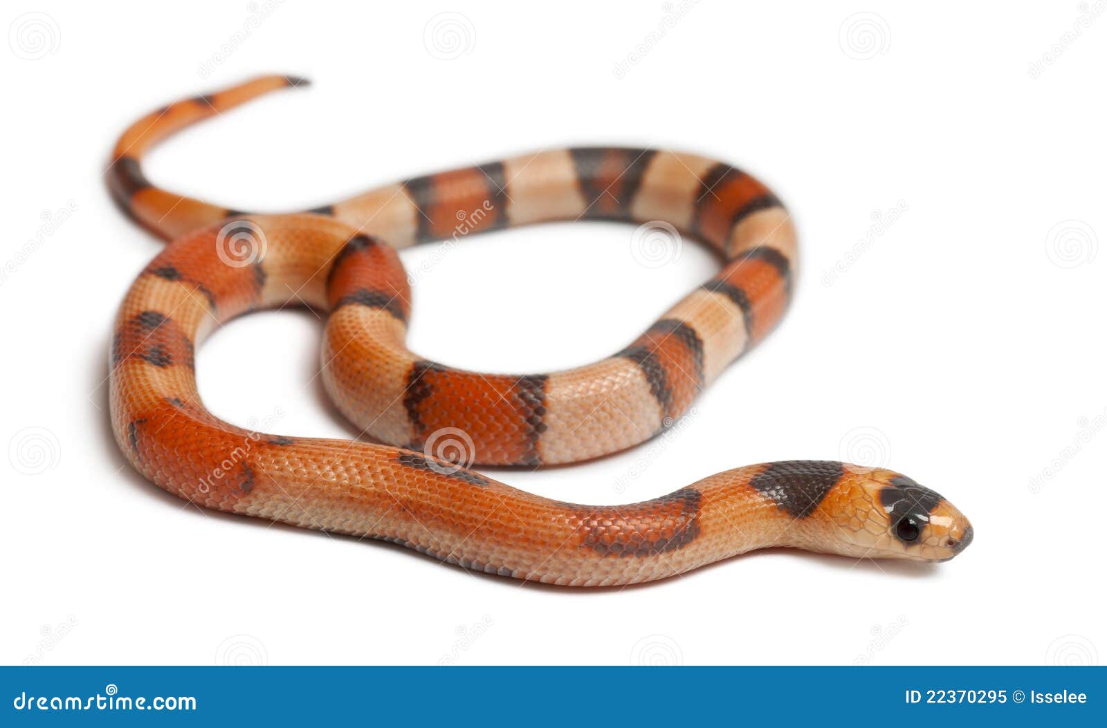 Tricolor Reverse Honduran Milk Snake Stock Image | CartoonDealer.com ...