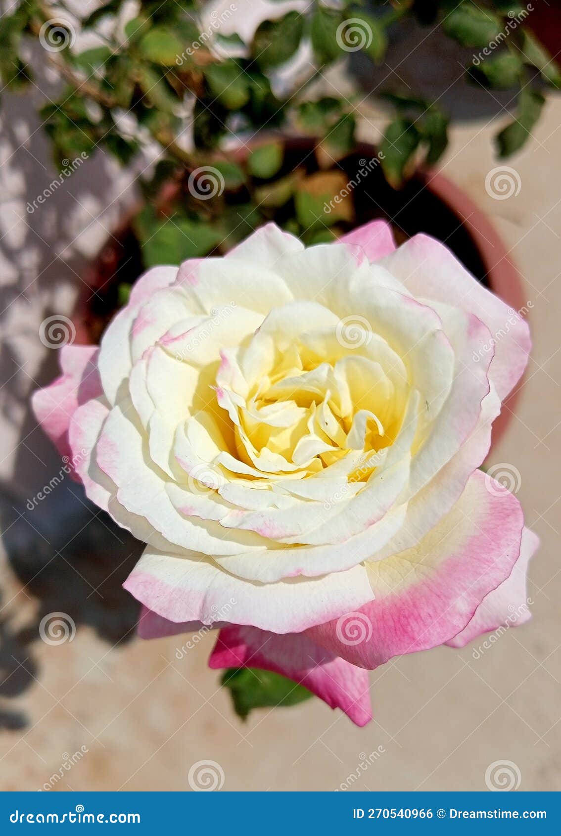 Tricolor Rose flower stock photo. Image of flower, rose - 270540966