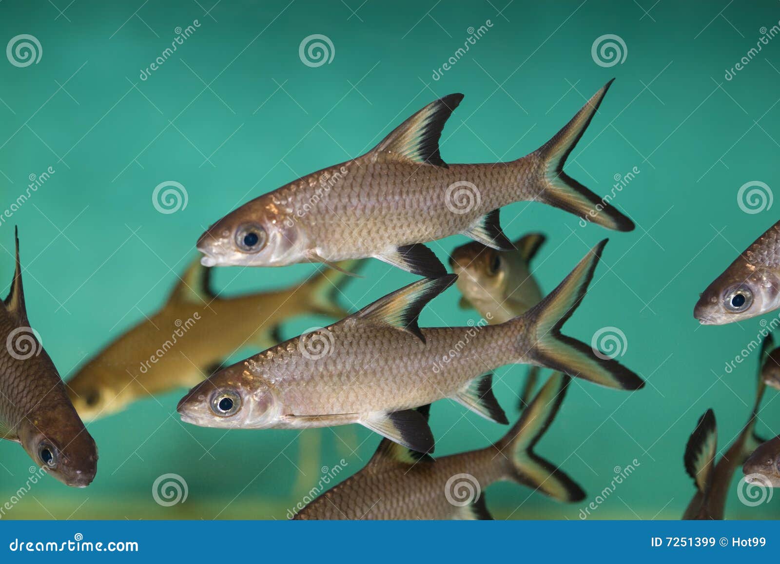 Tricolor shark fish stock image. Image of glass, angelfish - 7251399