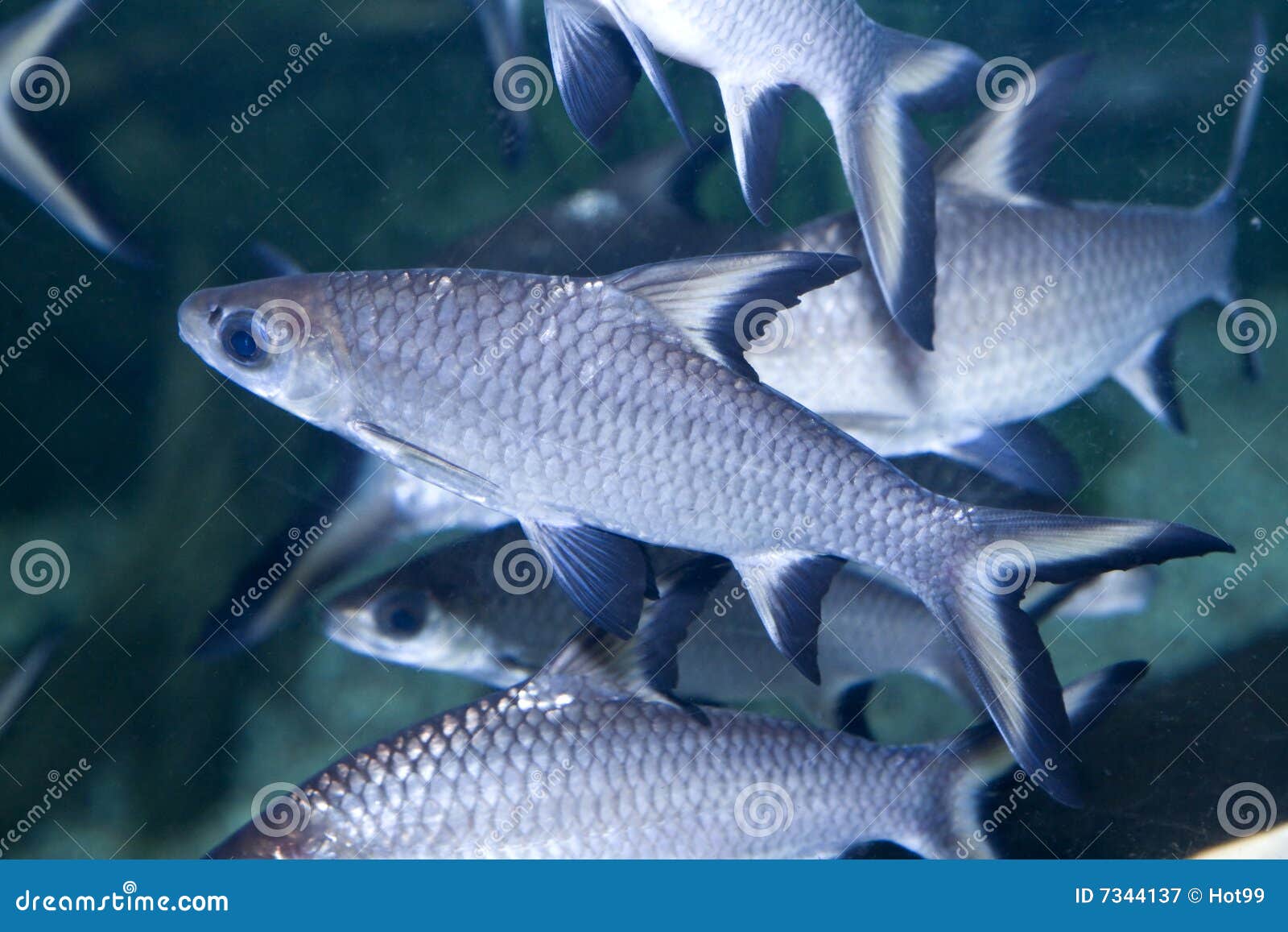 Tricolor sharks stock image. Image of aqua, tropical, glass - 7344137