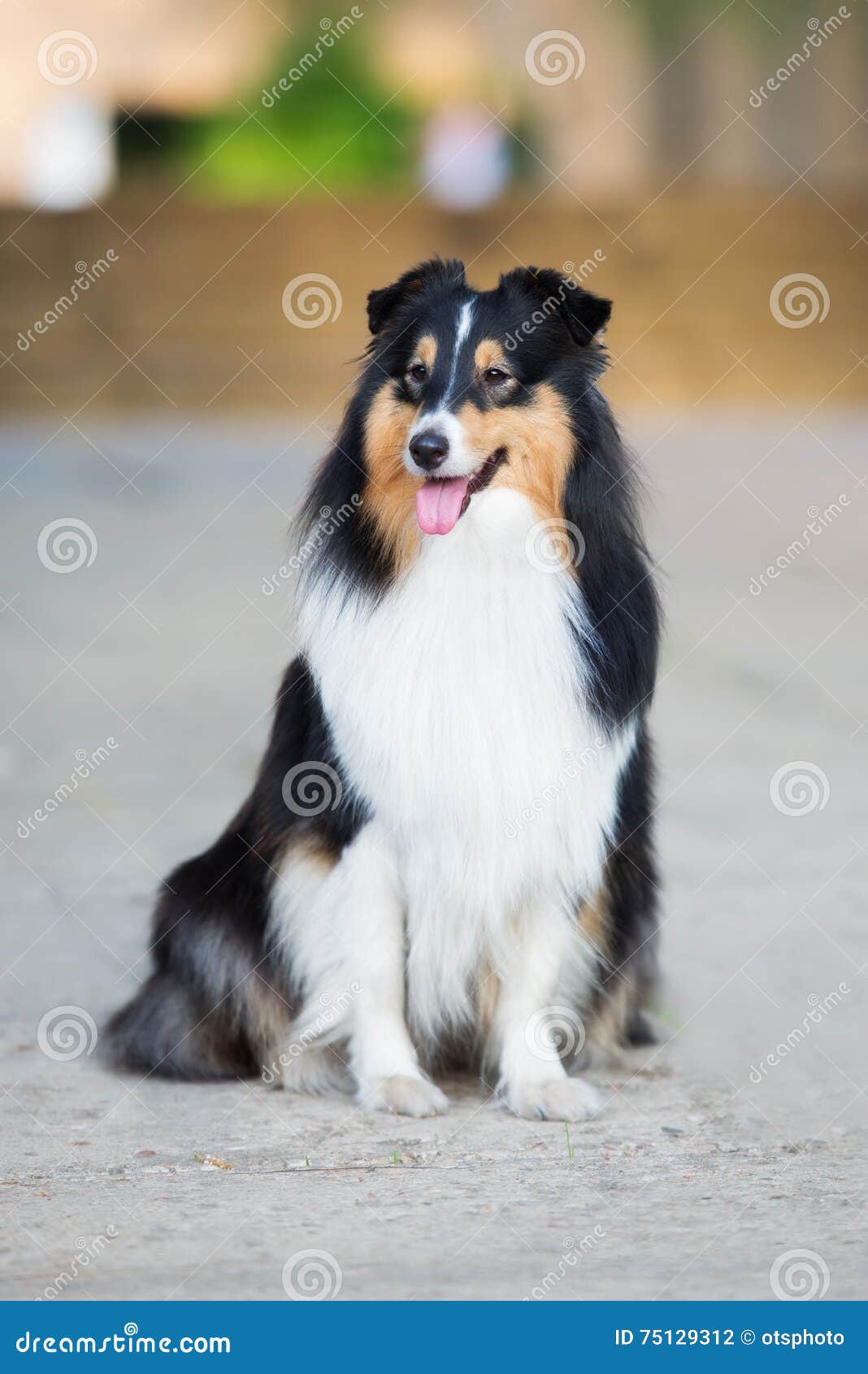 Tricolor Sheltie Dog Outdoors in Summer Stock Photo - Image of ...