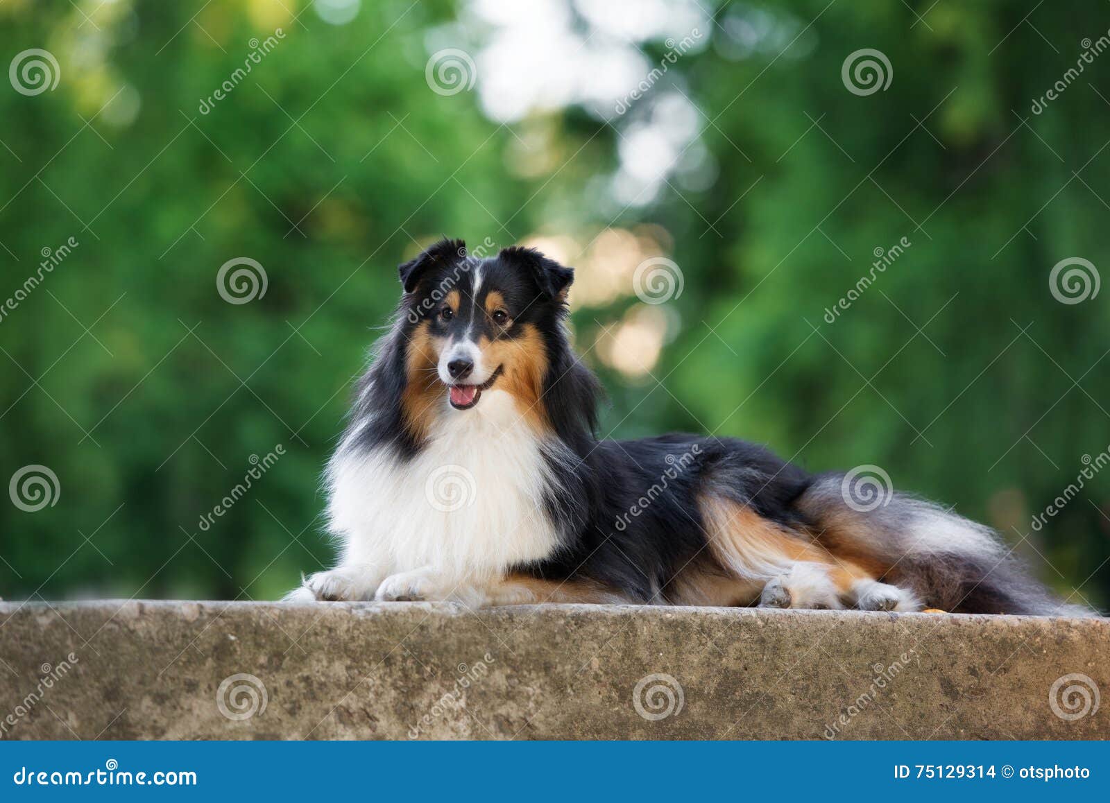Tricolor Sheltie Dog Outdoors in Summer Stock Photo - Image of ...