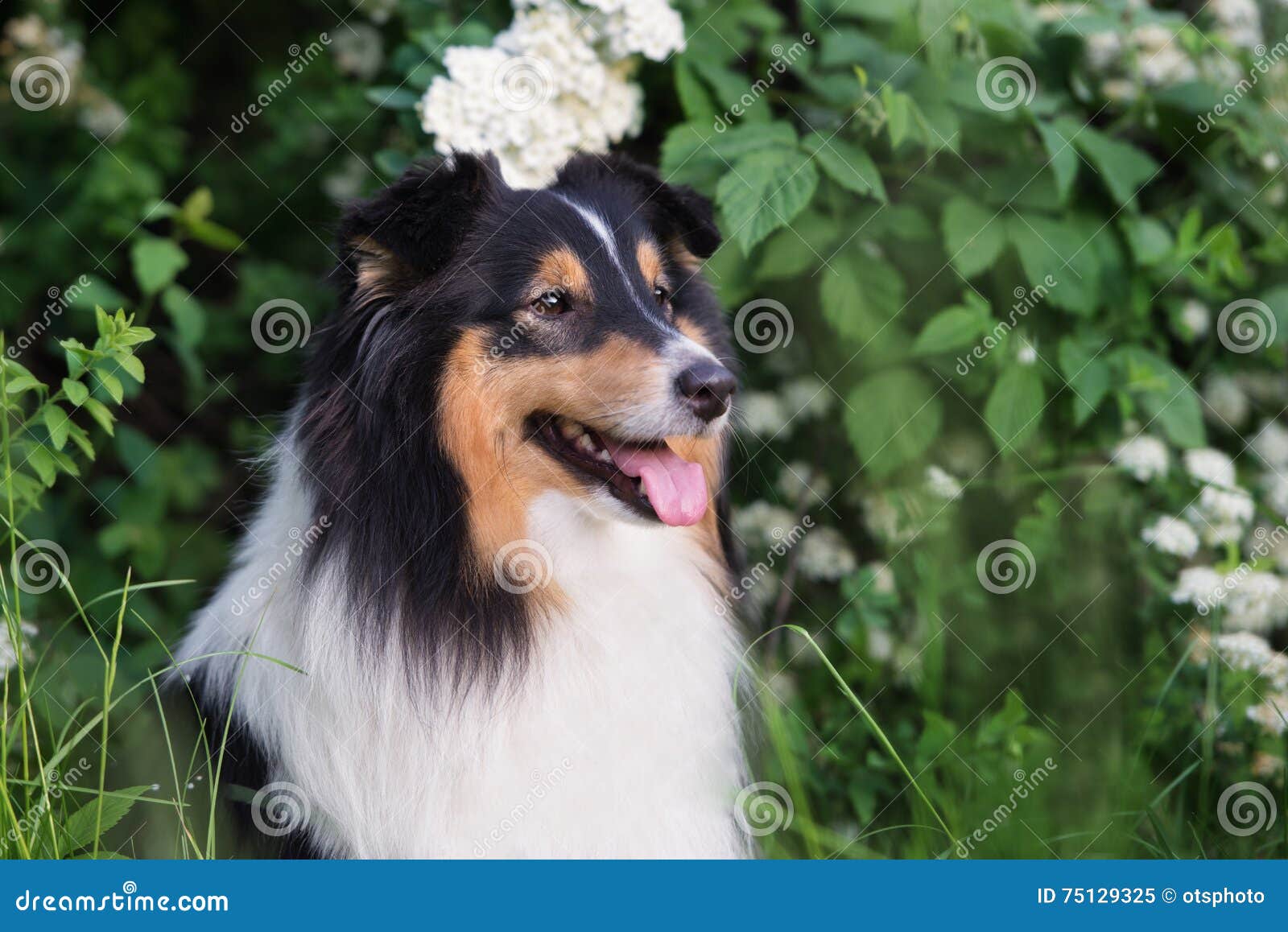 Tricolor Sheltie Dog Outdoors in Summer Stock Image - Image of eyes ...