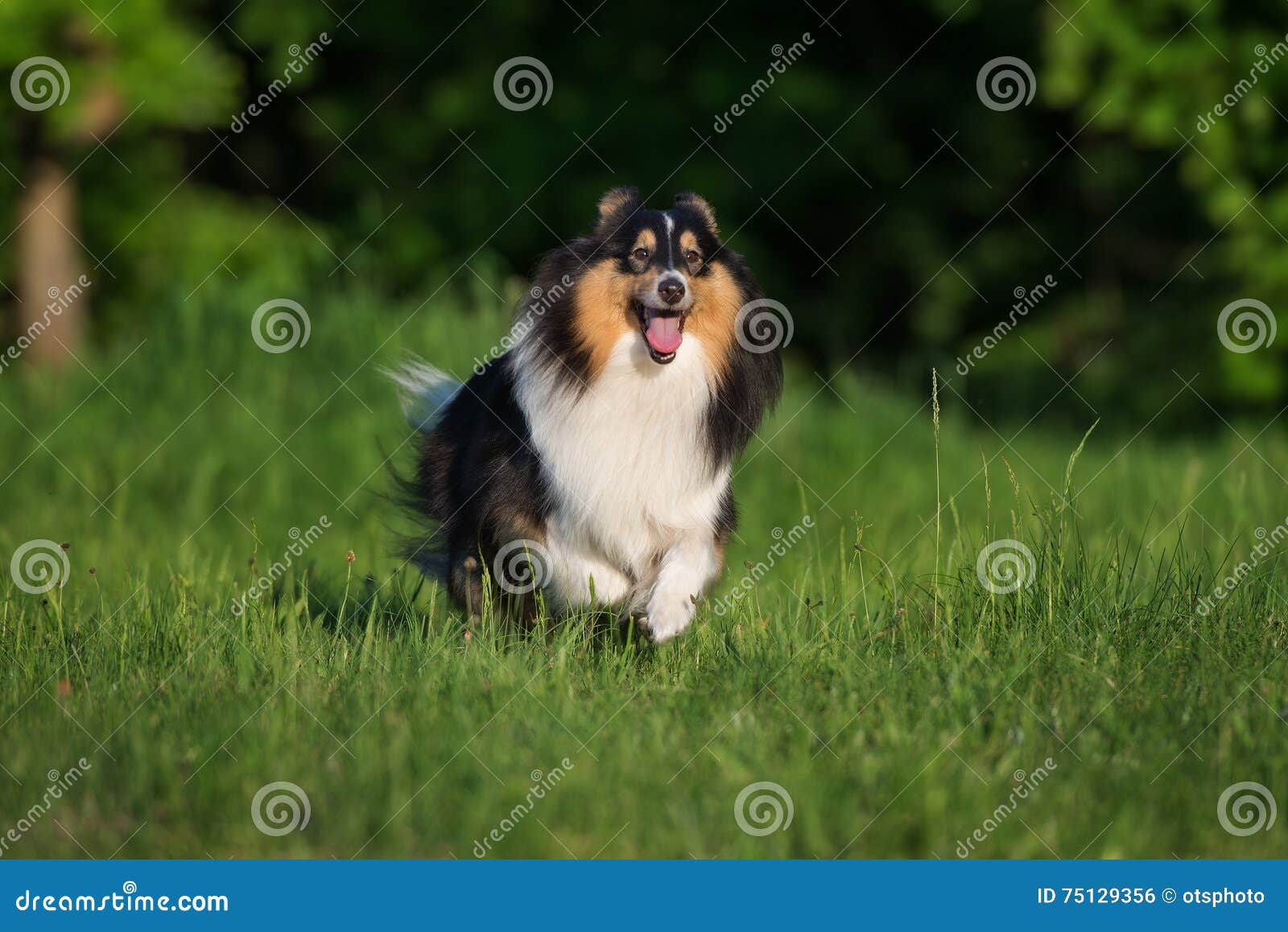 Tricolor Sheltie Dog Outdoors in Summer Stock Photo - Image of obedient ...
