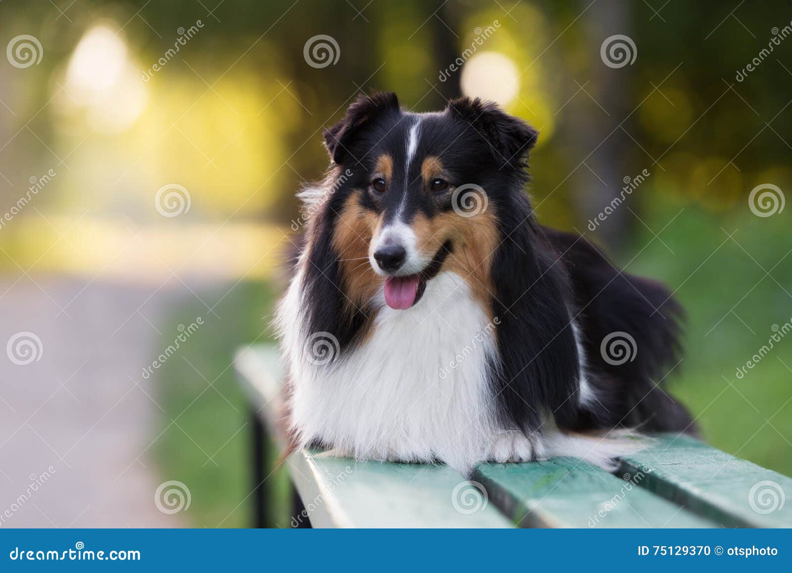 Tricolor Sheltie Dog Outdoors in Summer Stock Photo - Image of ...