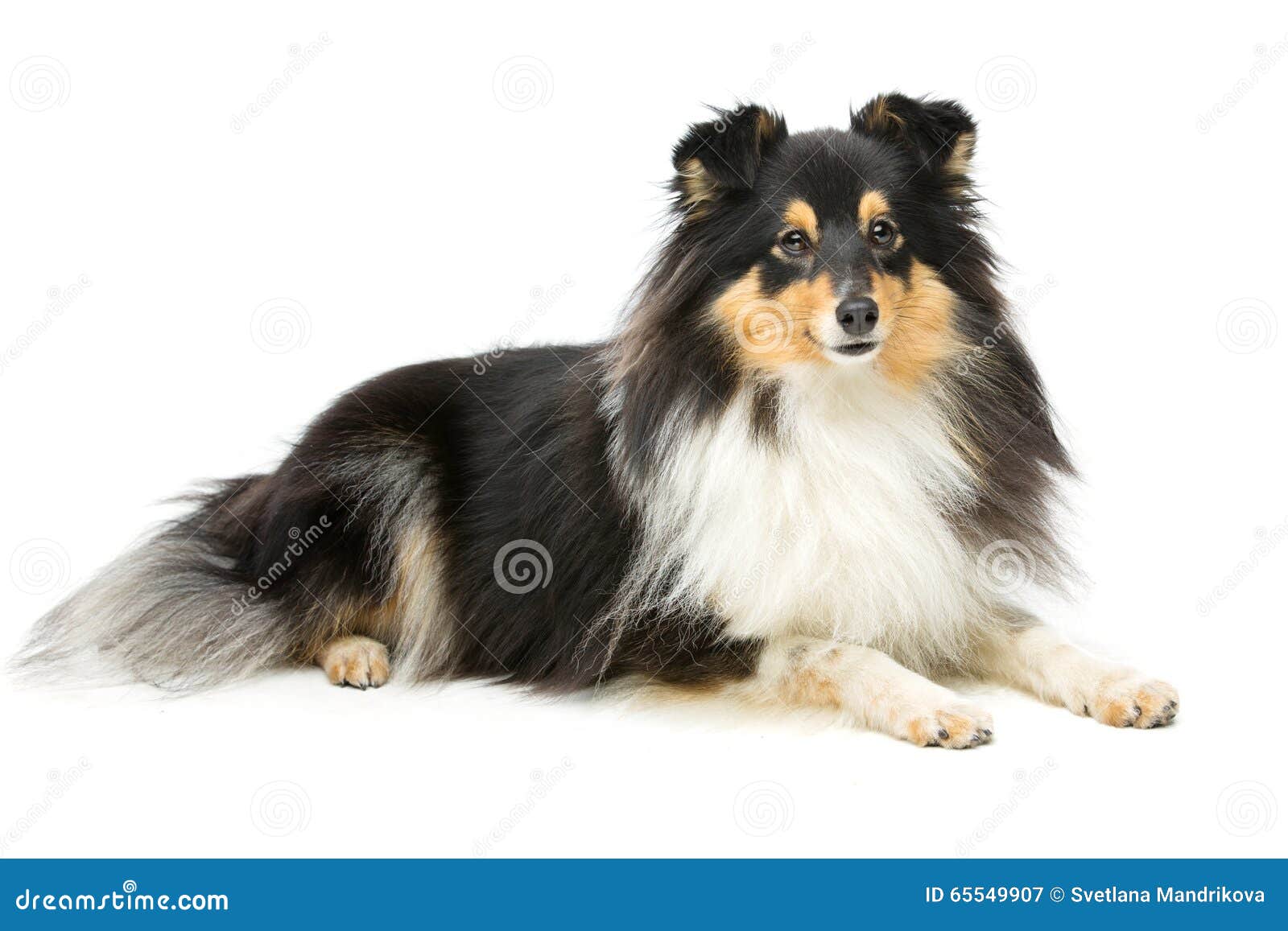 Tricolor sheltie hond stock afbeelding. Image of rauw - 65549907