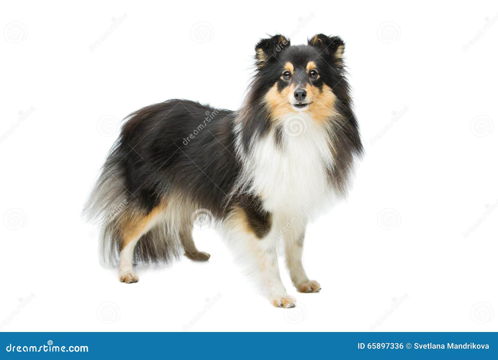 Tricolor sheltie hond stock foto. Image of zwart, rauw - 65897336