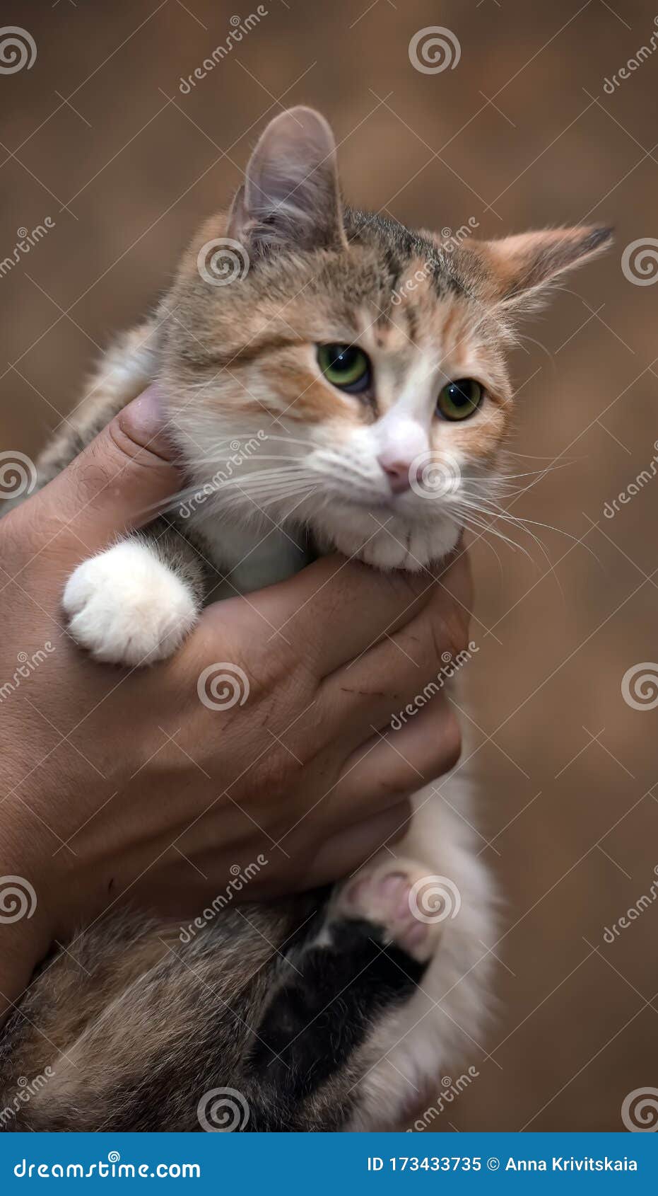 Tricolor cat in hands stock image. Image of domestic - 173433735