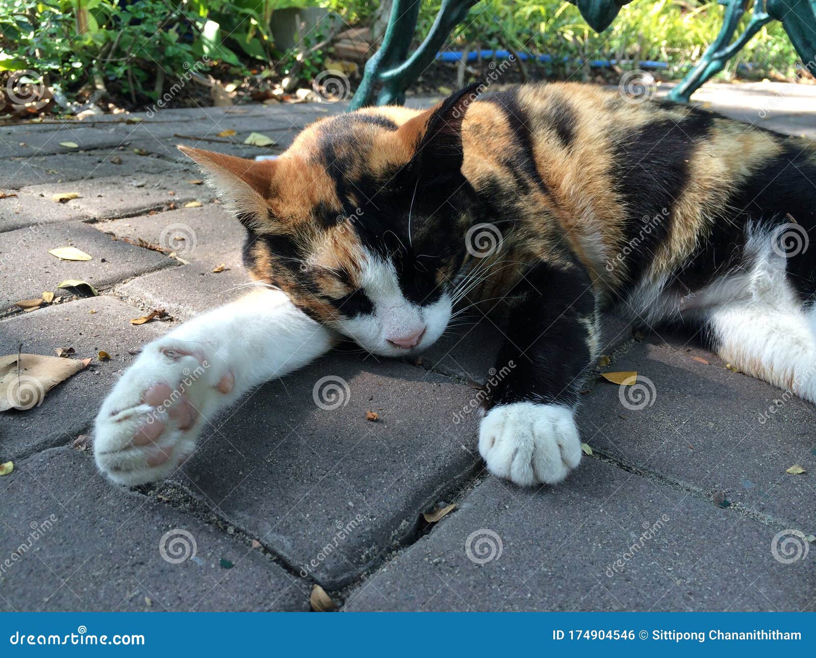 Tricolor Tabby Cat is Sleeping Stock Photo - Image of nifty, love ...