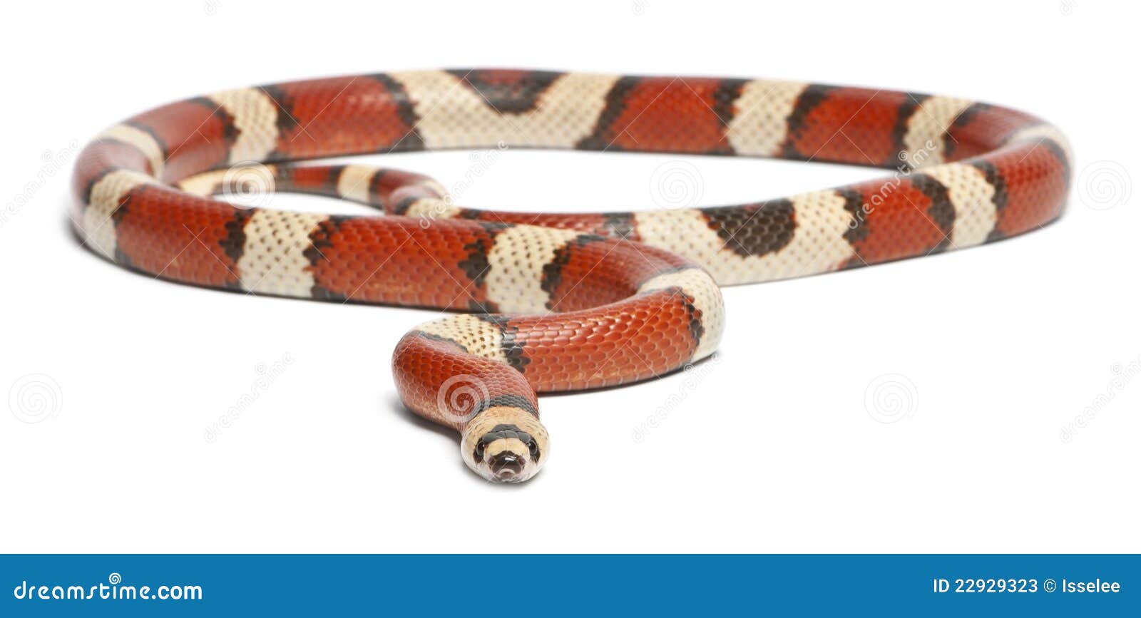Tricolor Vanishing Honduran Milk Snake Stock Image - Image of patterned ... Tricolor Vanishing Honduran Milk Snake Stock Image - Image of patterned ...
