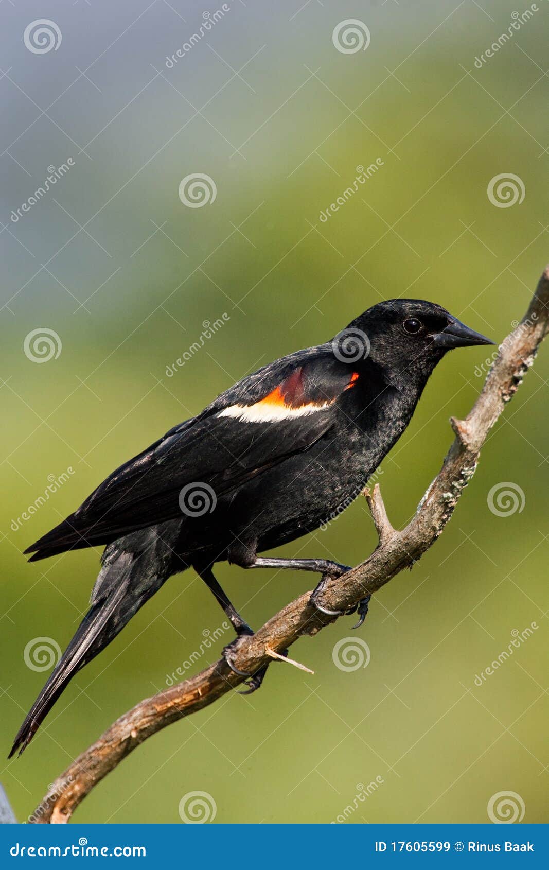 Tricolored Blackbird stock image. Image of perched, tricolor - 17605599