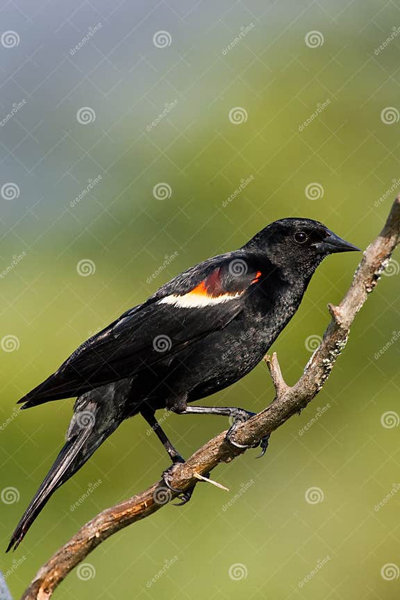 Tricolored Blackbird stock image. Image of perched, tricolor - 17605599