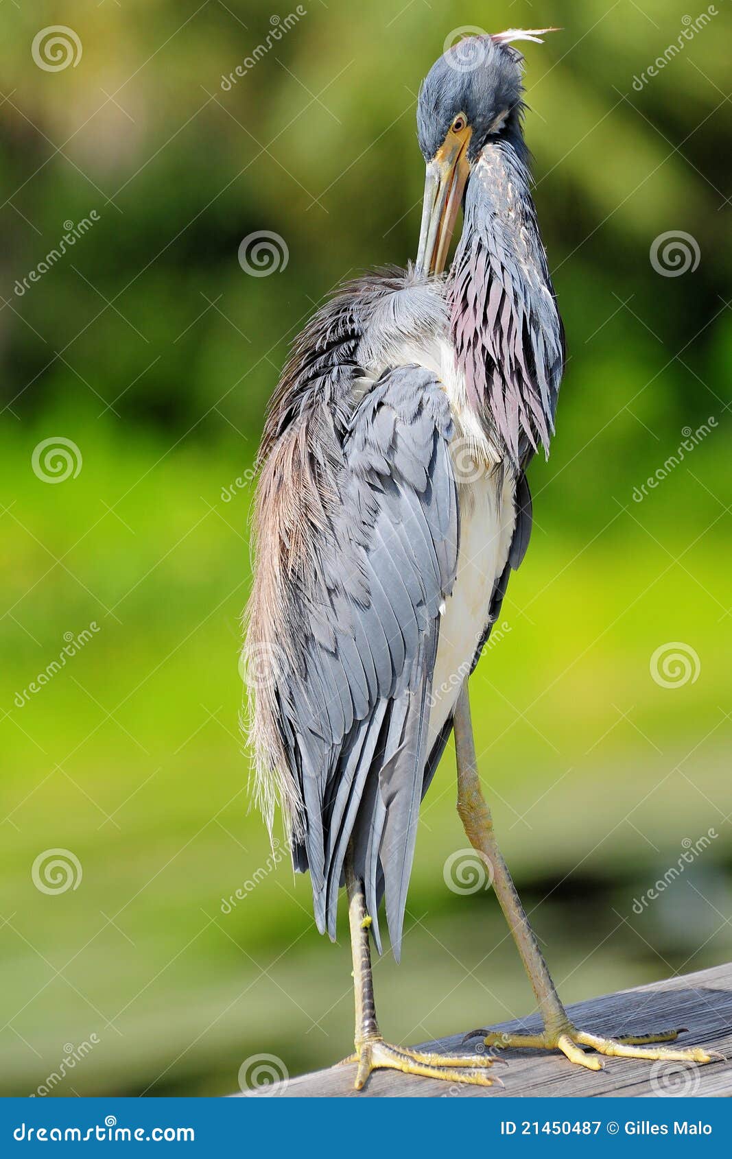 Tricolored Heron Preening stock image. Image of parks - 21450487
