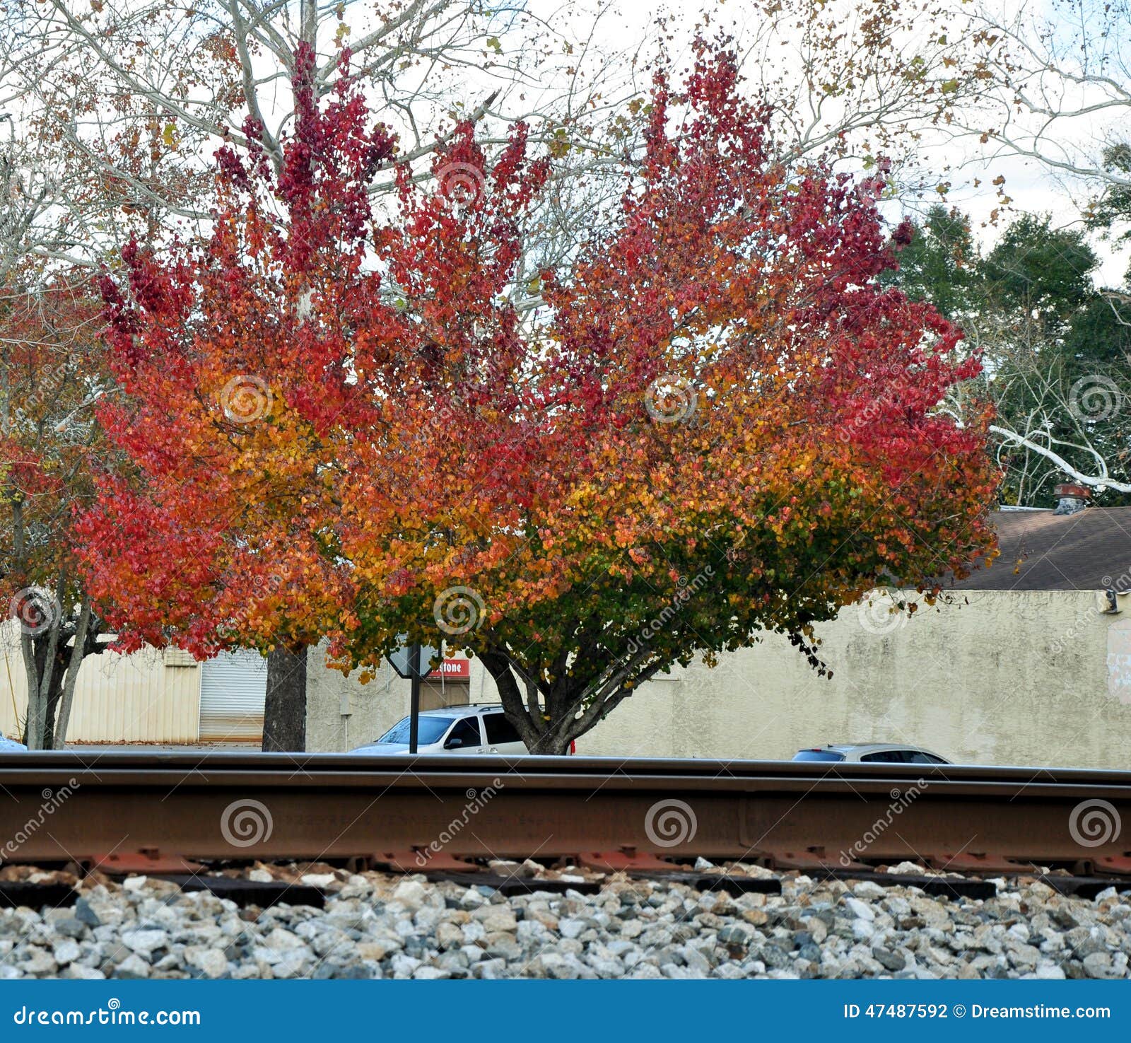Tricolored Tree stock photo. Image of tree, displaying - 47487592