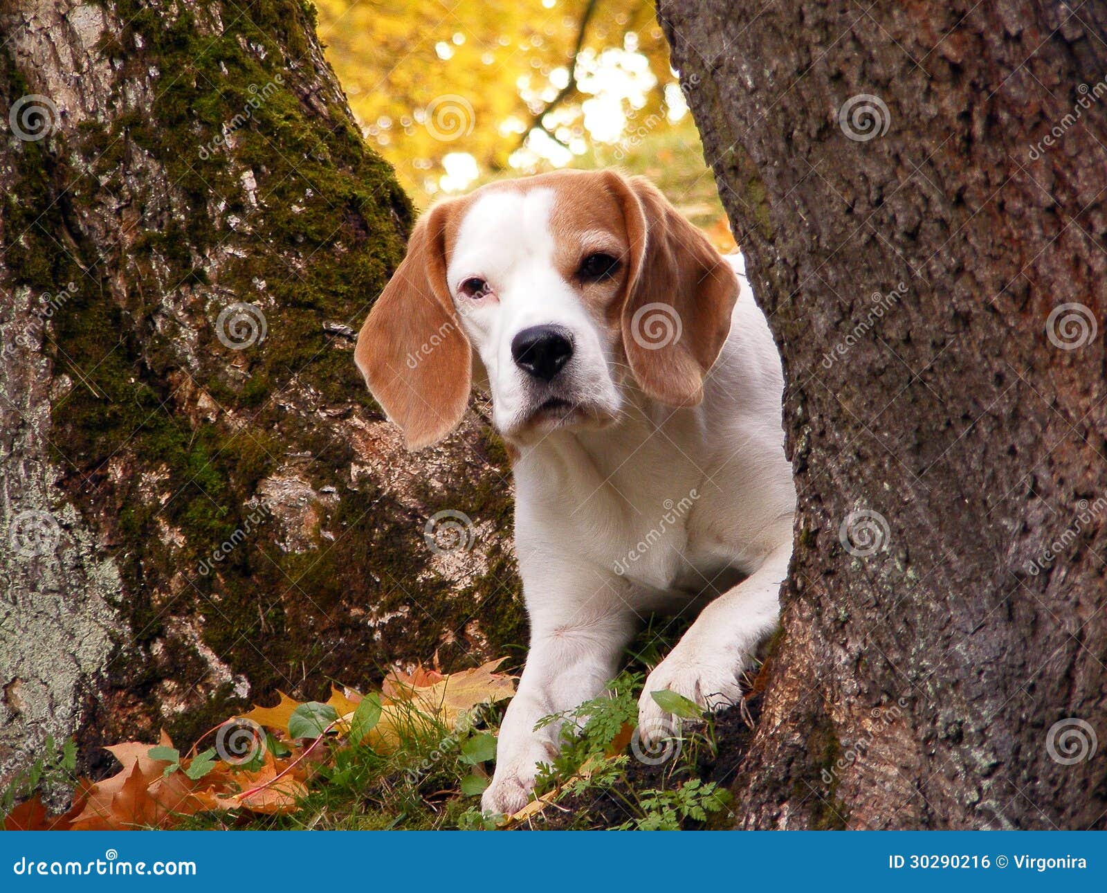 Beagle Hiding Behind the Tree Stock Photo - Image of hind, pedigree ...