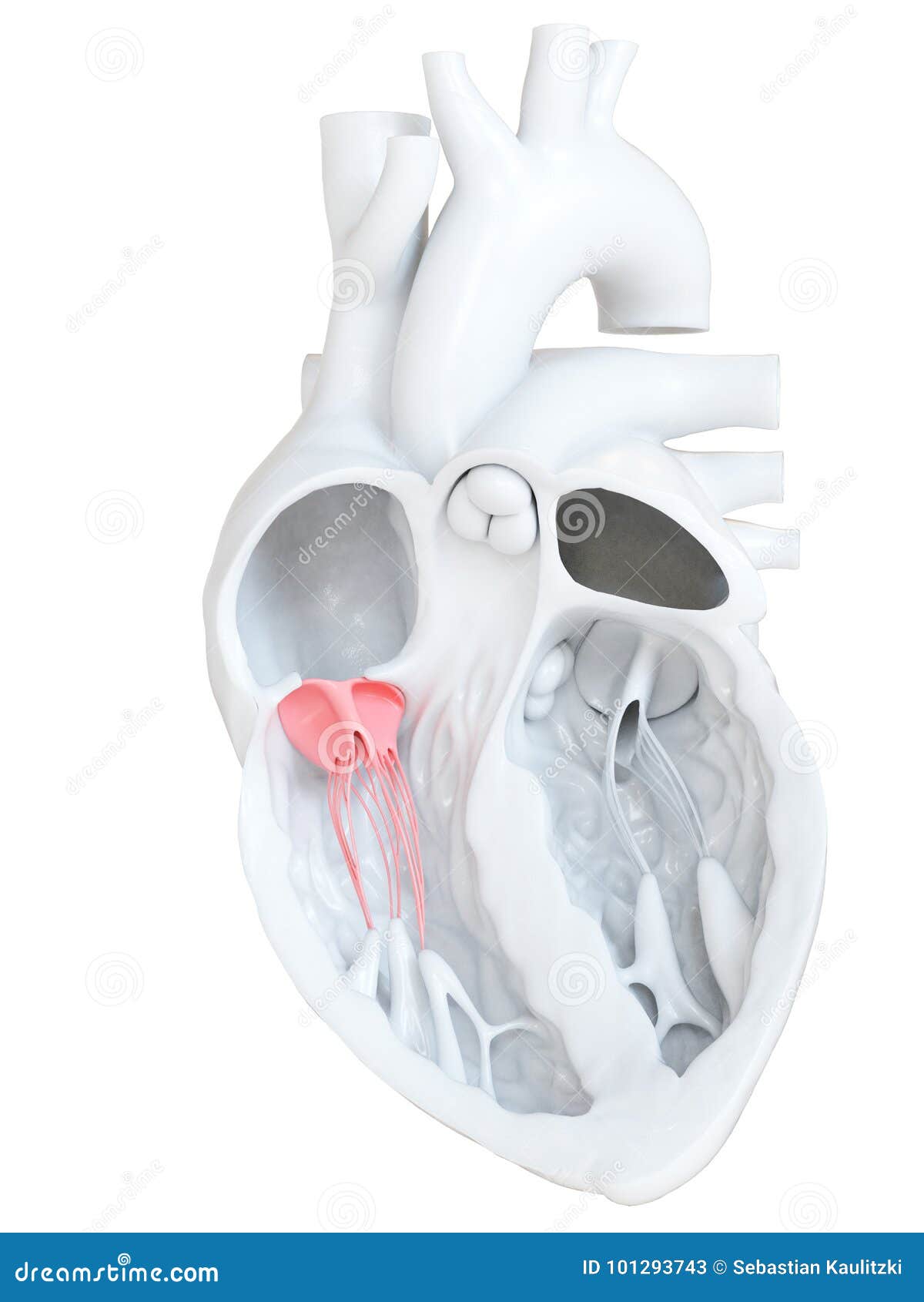 The tricuspid valve stock illustration. Illustration of science - 101293743
