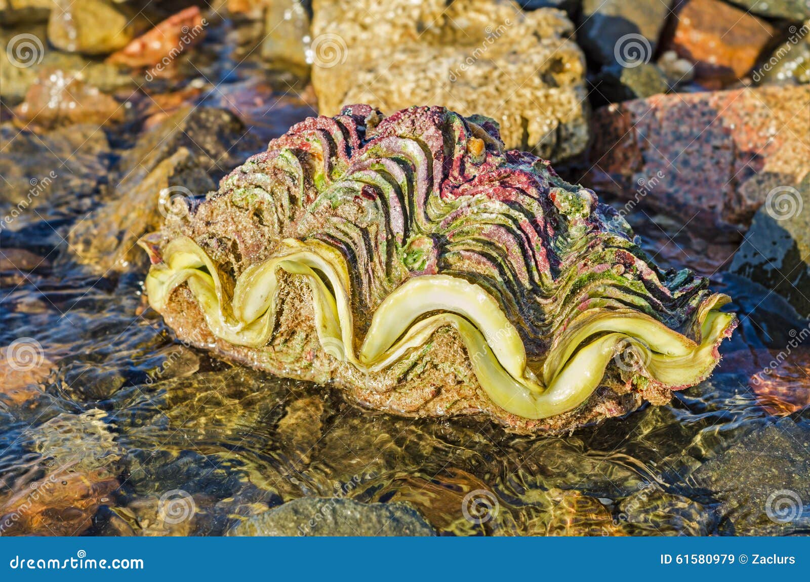 Tridacna Giant Shell on the Beach Stock Image - Image of beach, aquatic ...