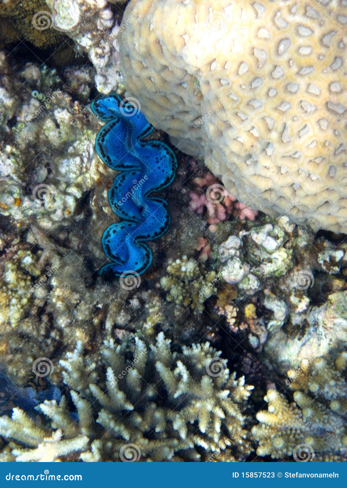 Tridacna Gigas stock image. Image of green, reef, tropical - 15857523