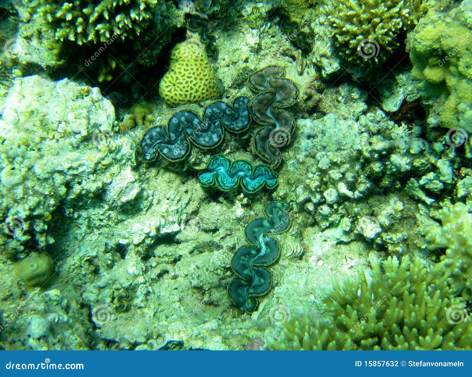 Tridacna Gigas fotografia stock. Immagine di mollusco - 15857632