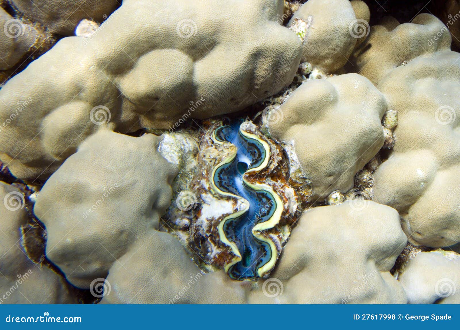 Tridacna maxima stock photo. Image of exotic, island - 27617998