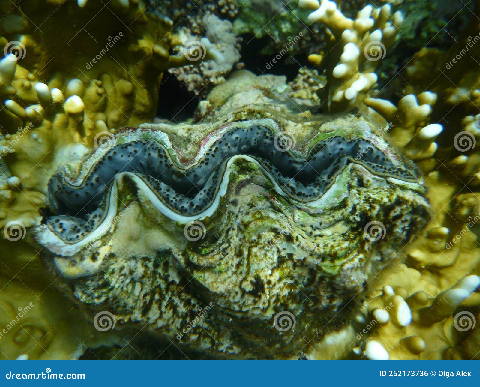 Tridacna Shell with Clam, Egypt Stock Photo - Image of nature, sport ...