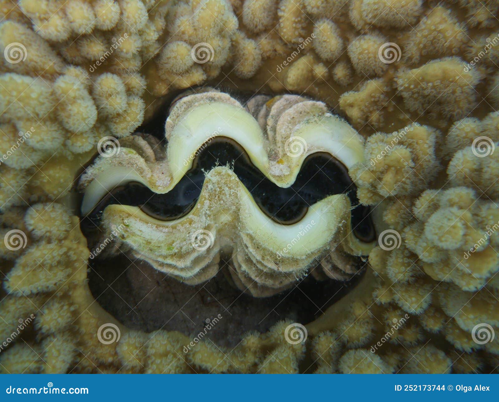 Tridacna Shell with Clam, Egypt Stock Photo - Image of octopus, sand ...