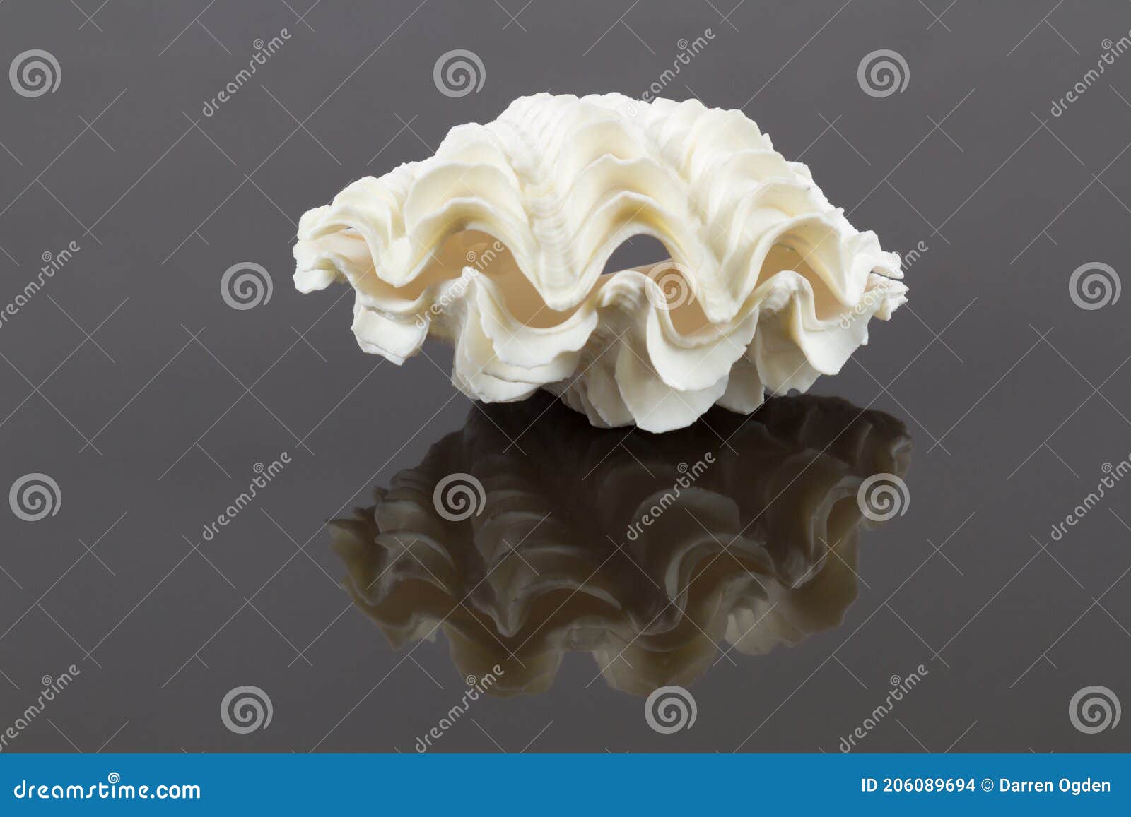Tridacna Squamosa, Known Commonly As The Fluted Giant Clam And Scaly ...