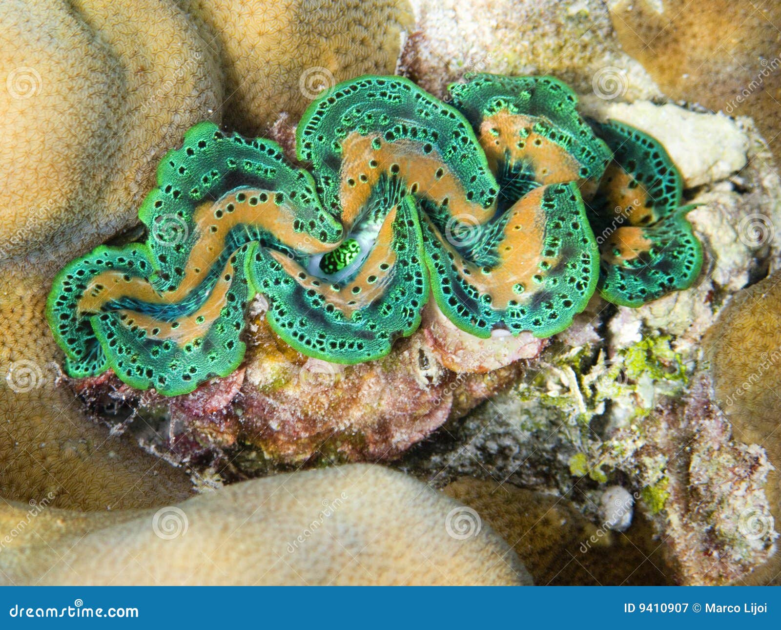 Tridacna verde imagen de archivo. Imagen de molusco, buceo - 9410907