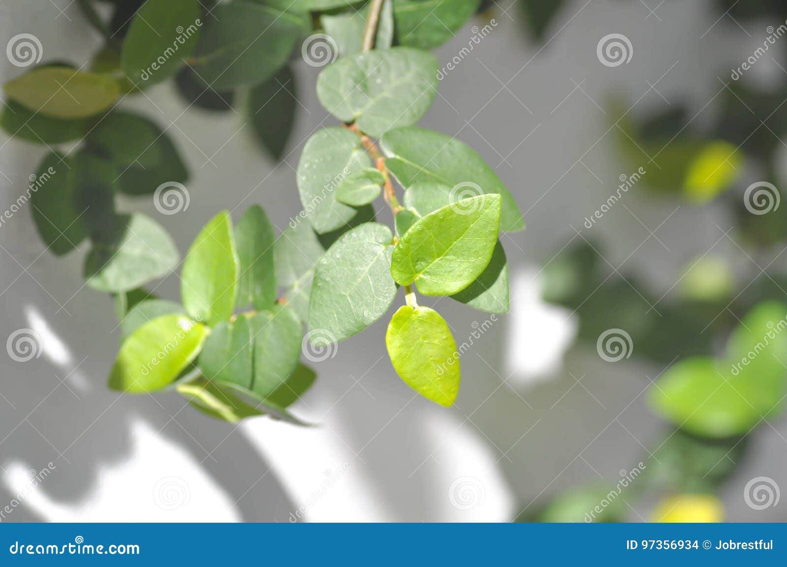 Tridax Procumbens or Climber Plant Stock Photo - Image of wall ...