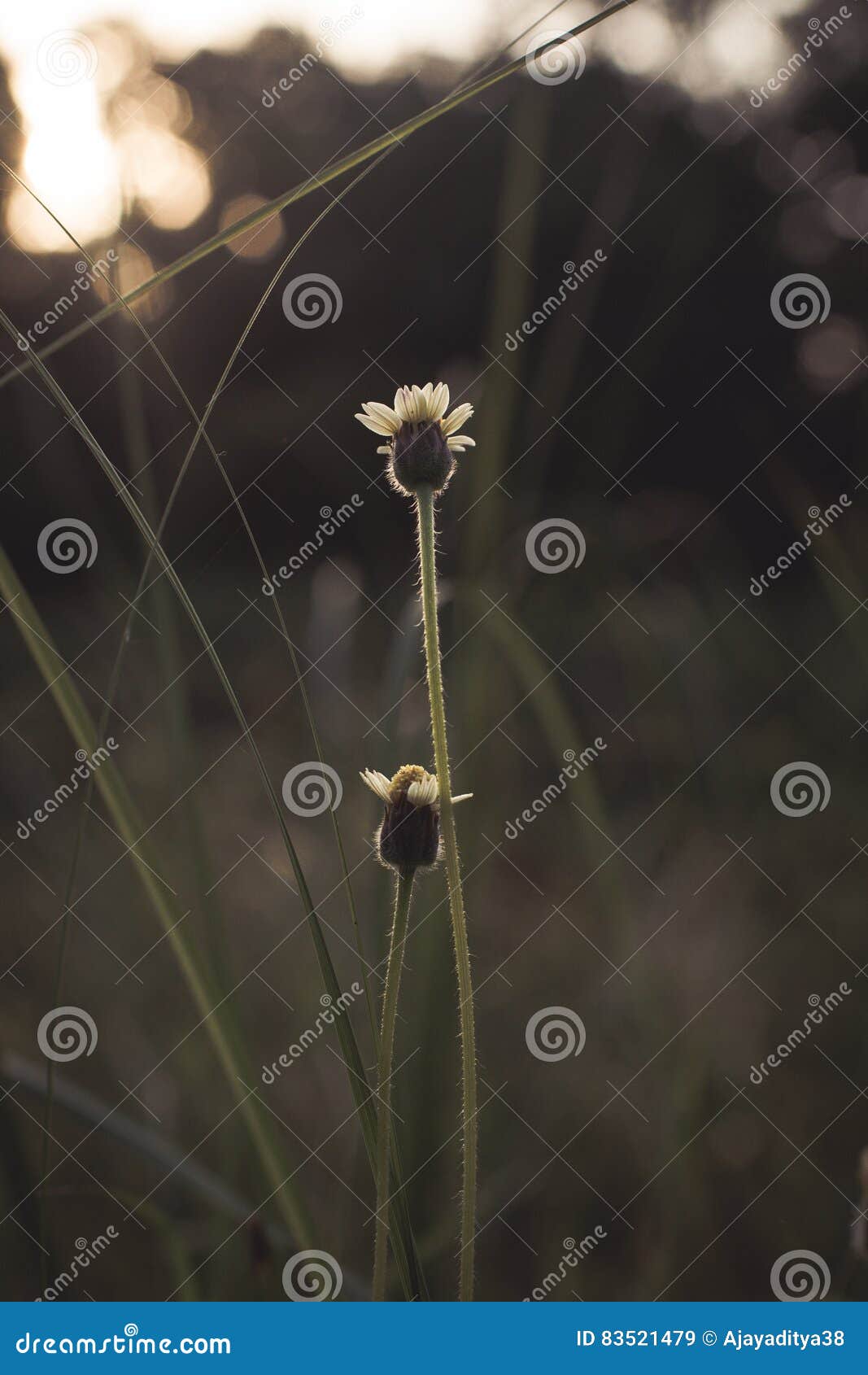 Tridax procumbens stock image. Image of procumbens, hour - 83521479
