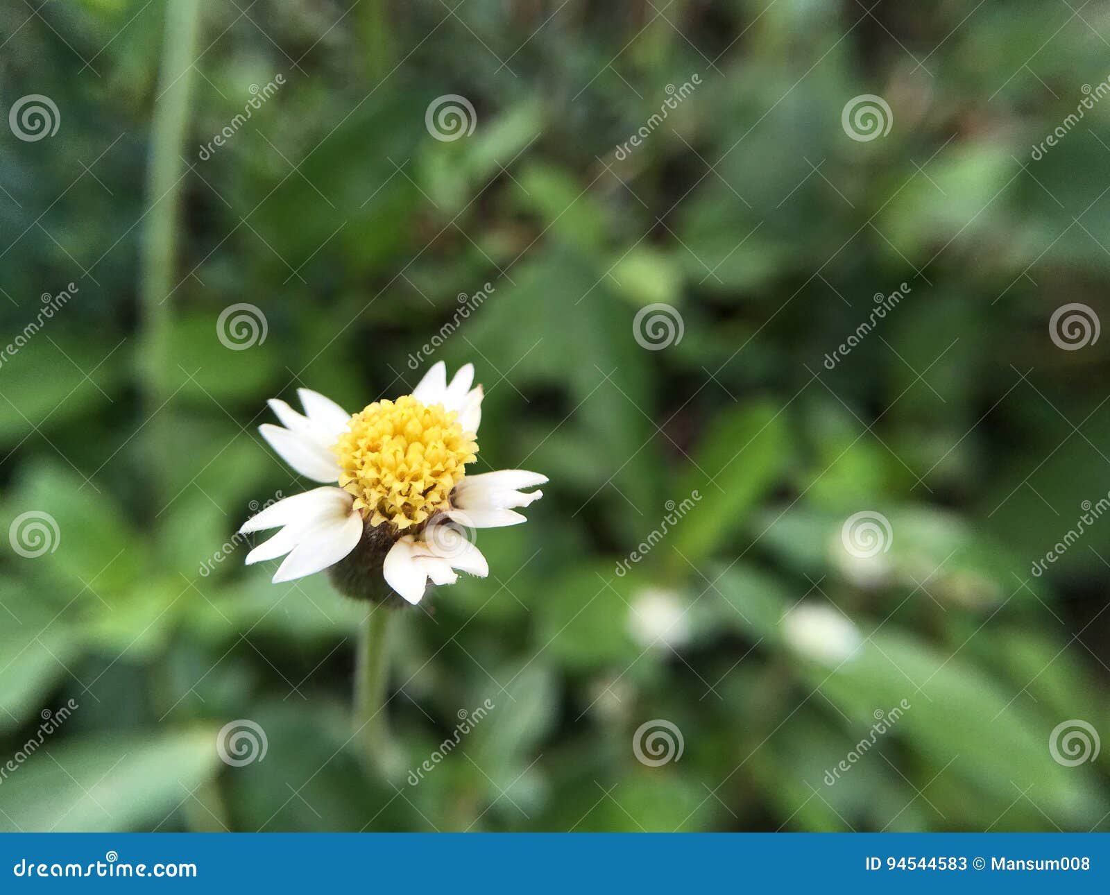 Tridax procumbens flower stock image. Image of botany - 94544583