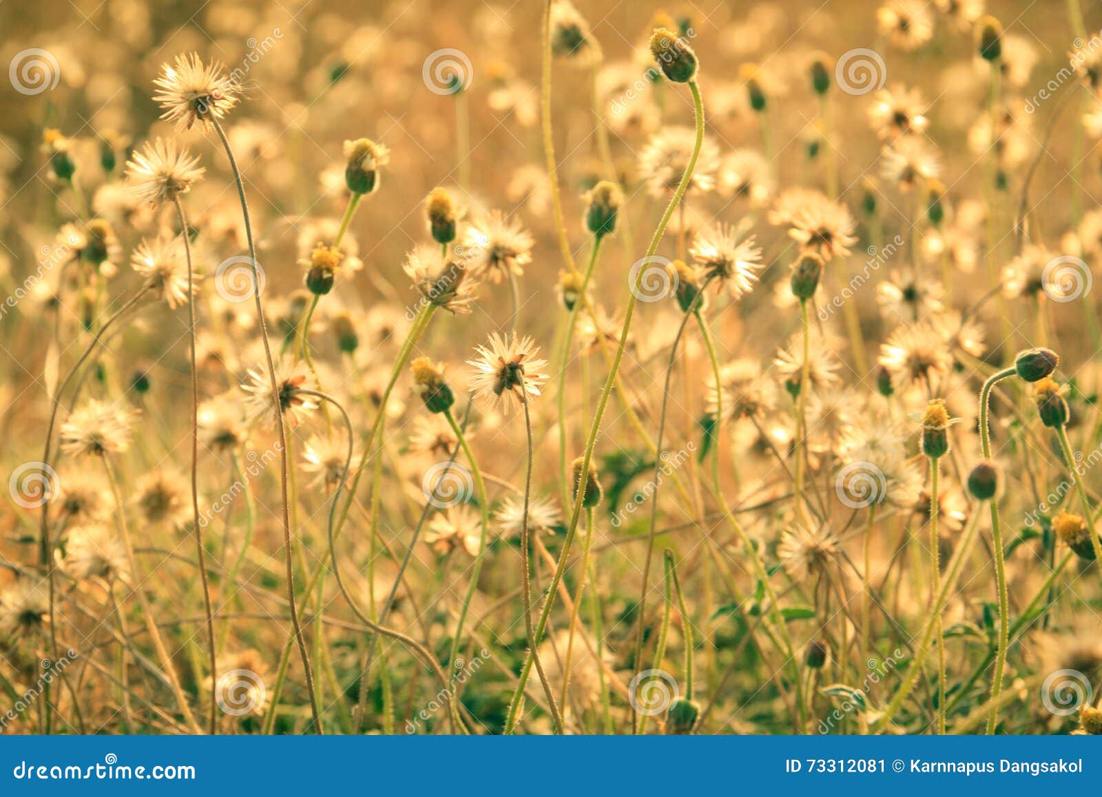 Tridax Procumbens Grass Field Stock Image - Image of maxican, button ...