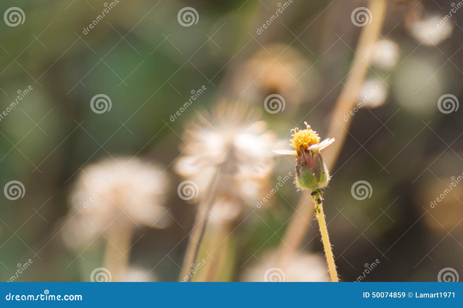 Tridax procumbens L flower stock image. Image of flowers - 50074859