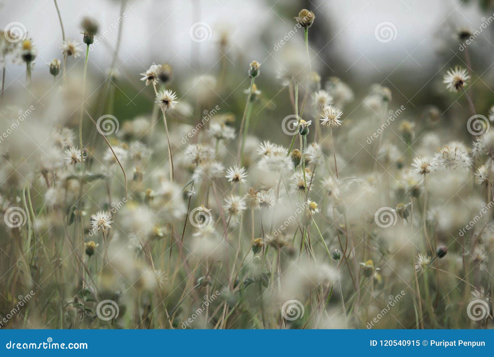 Tridax Procumbens in the Nature Stock Image - Image of mexican, floral ...