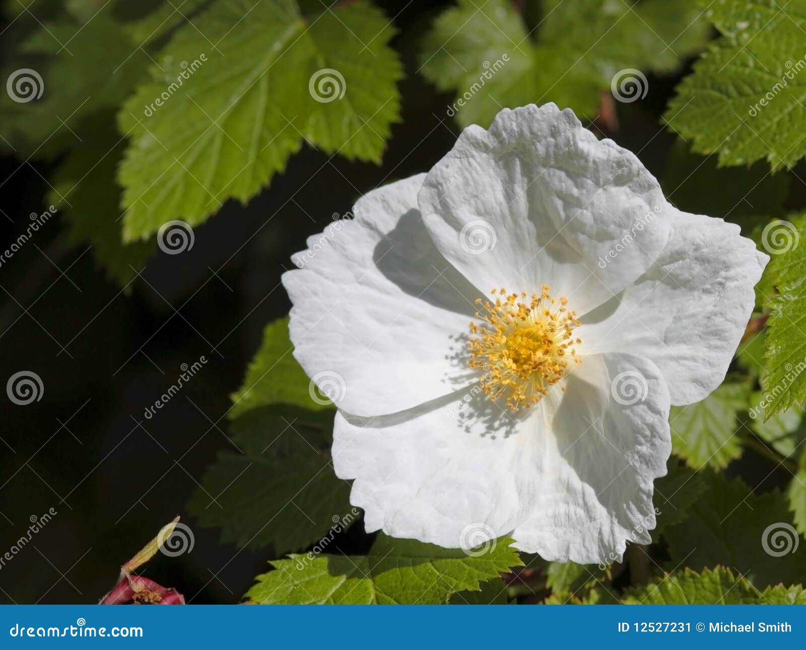 Tridel del Rubus imagen de archivo. Imagen de ornamental - 12527231