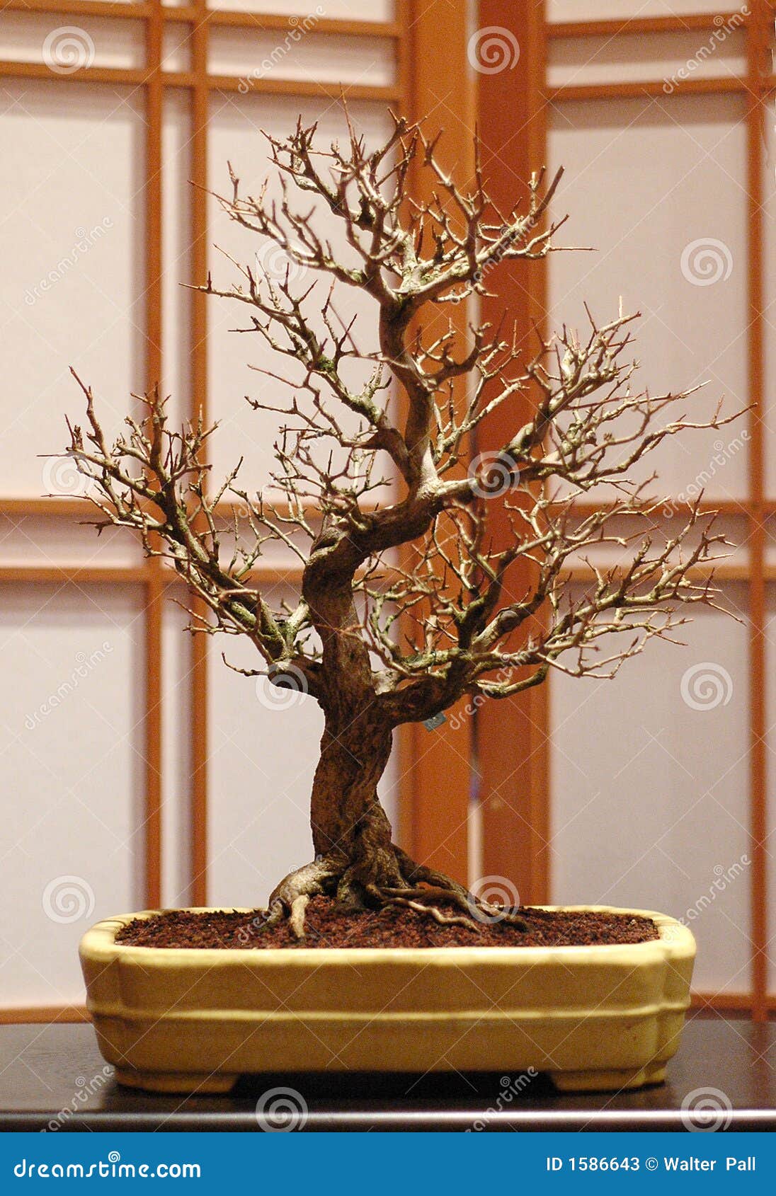Japanese Maple Bonsai Cascade