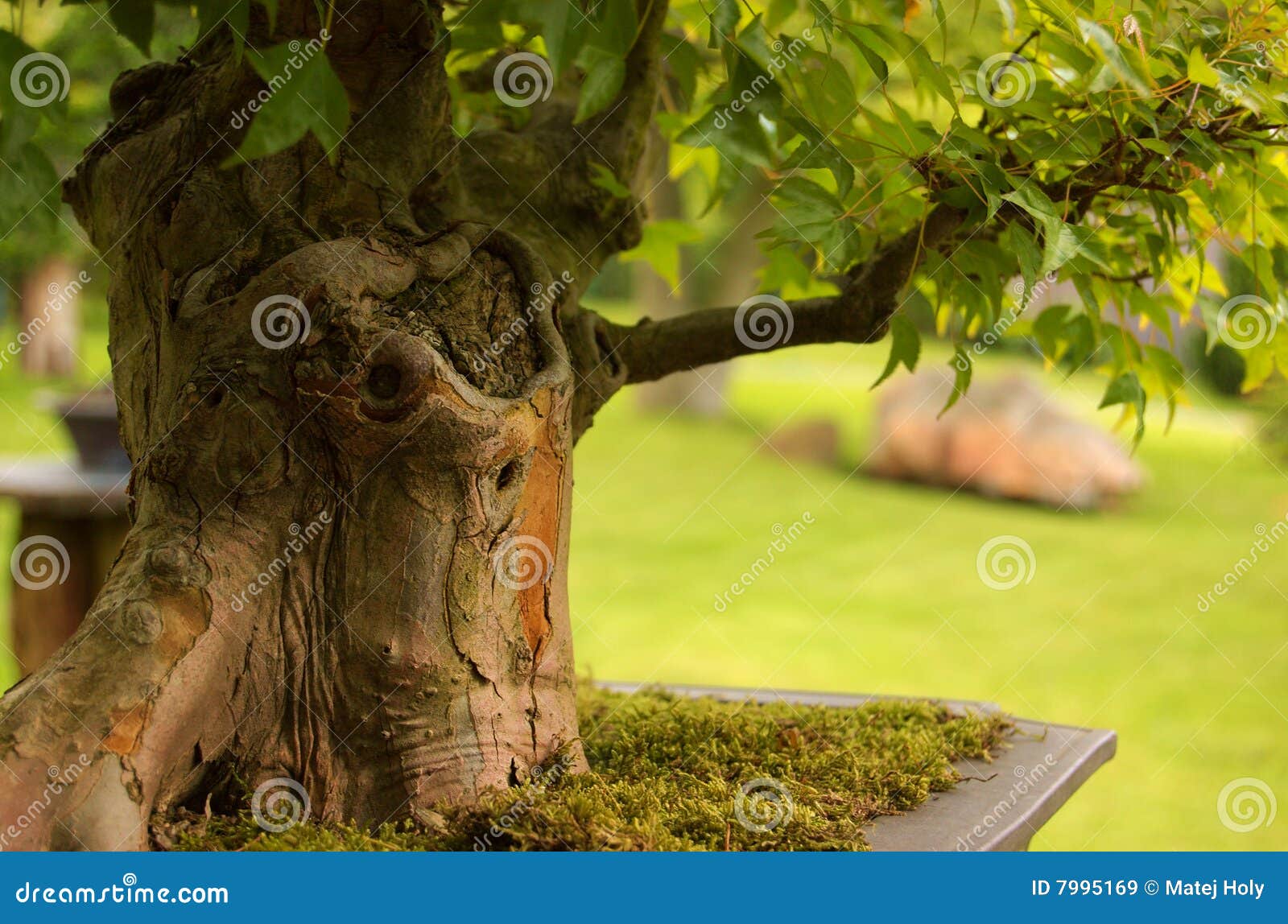Trident Bat Or Trident Leaf-nosed Bat - Asellia Tridens Species Of Bat ...